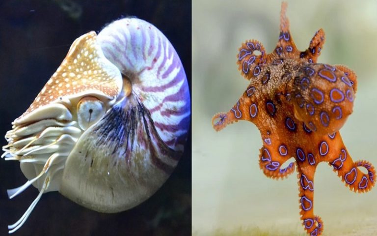Cephalopods Need Federal Research Protections - Word Matters!